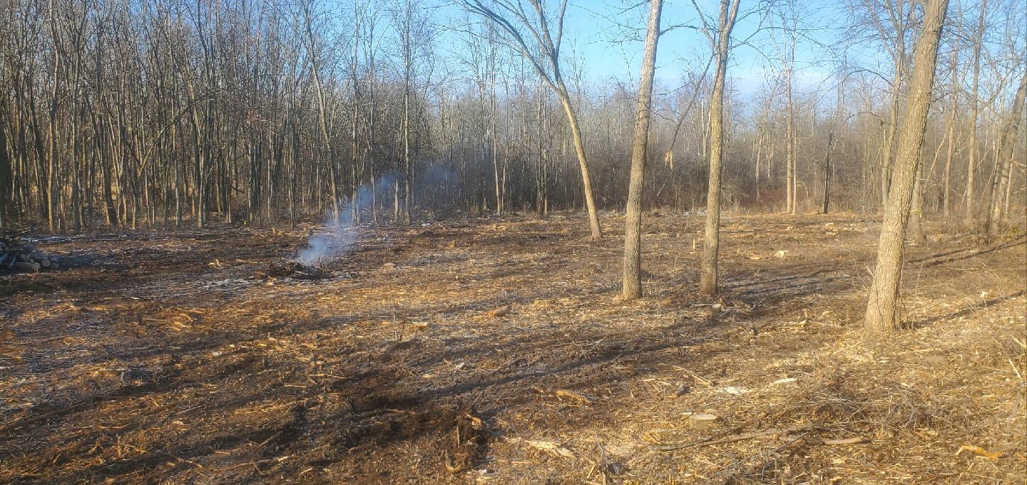 Efficient Land Clearing: Removing Junk Trees | WLM